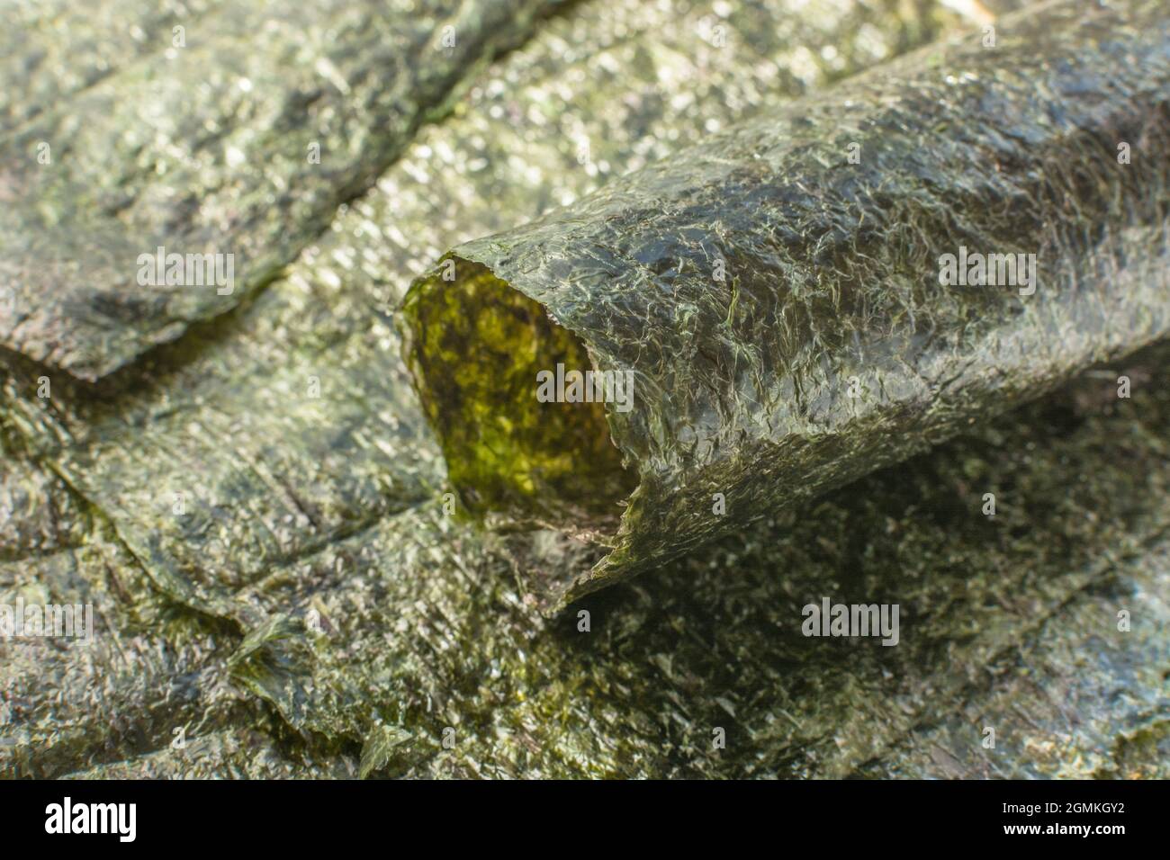 Pyropia tenera hi-res stock photography and images - Alamy