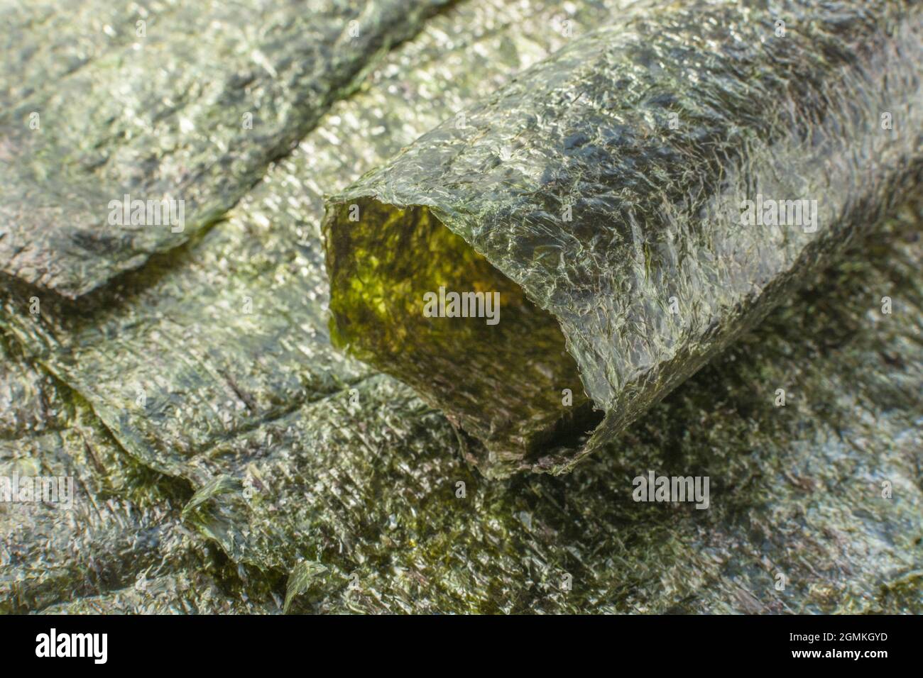 Abstract close shot of the edible dried seaweed Nori / Pyropia used as ...