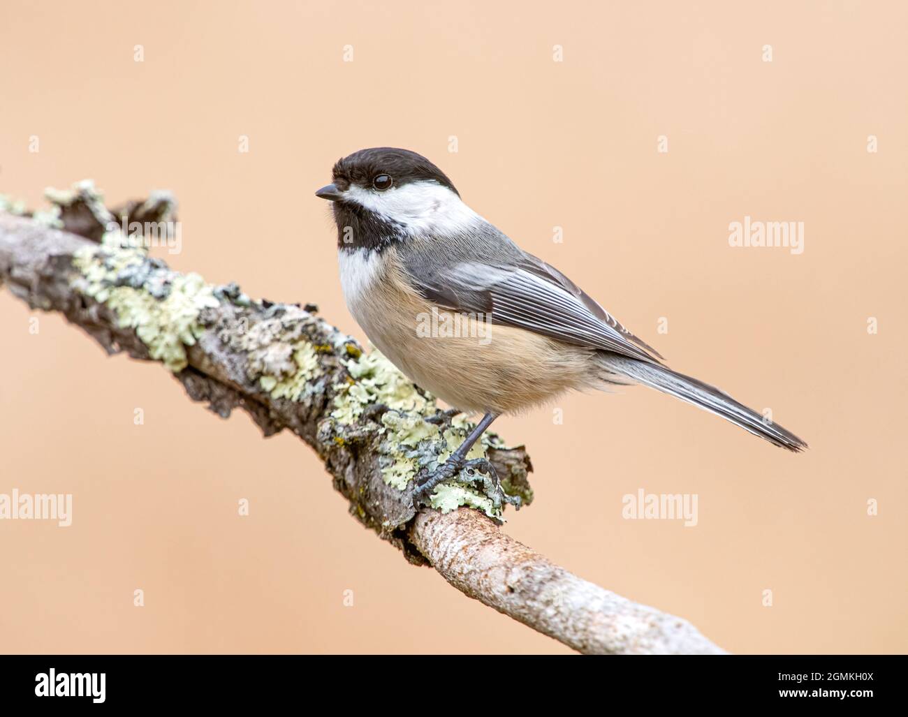 Species chickadee hi-res stock photography and images - Alamy