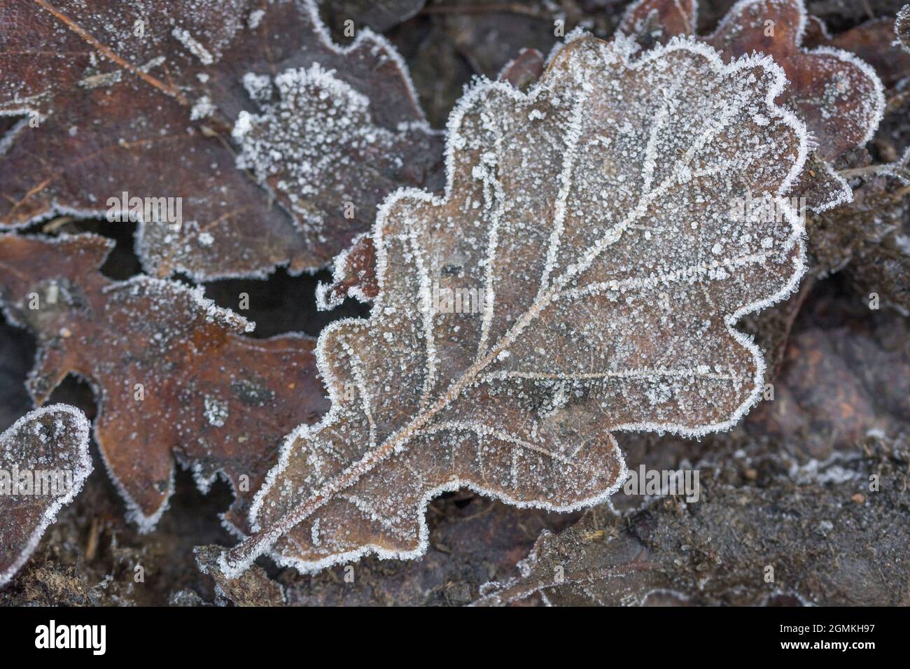 Frosty autumn oak leaf hi-res stock photography and images - Alamy