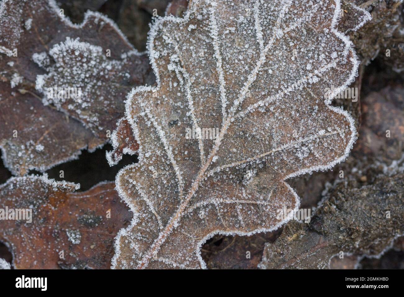 Frosty autumn oak leaf hi-res stock photography and images - Alamy