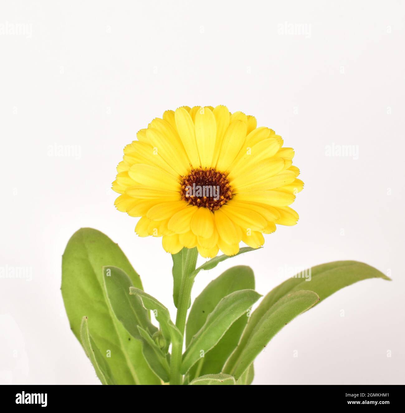 yellow daisy flower with green steam isolated on white background Stock ...