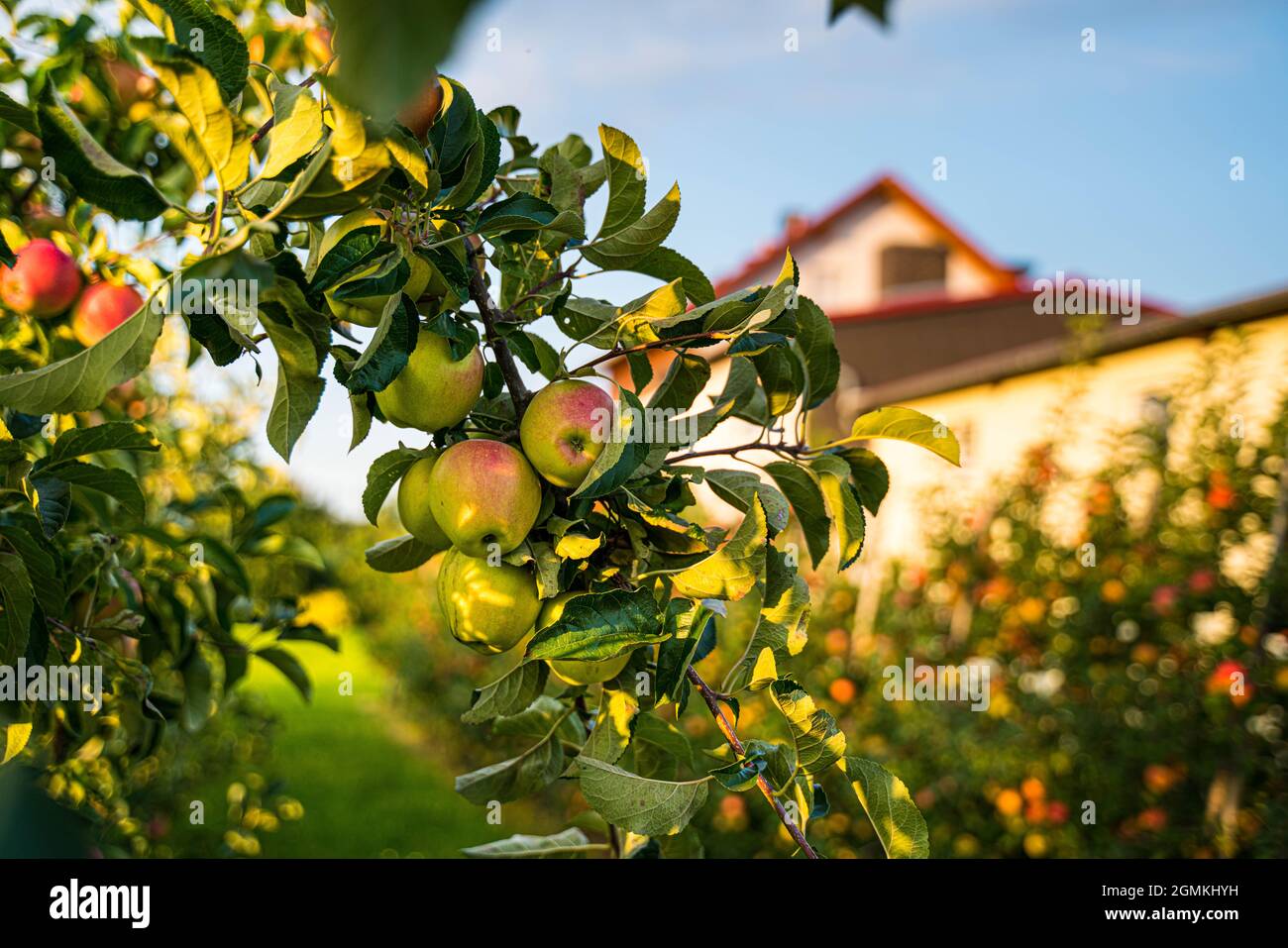 Beautiful view of apple orchard Stock Photo - Alamy