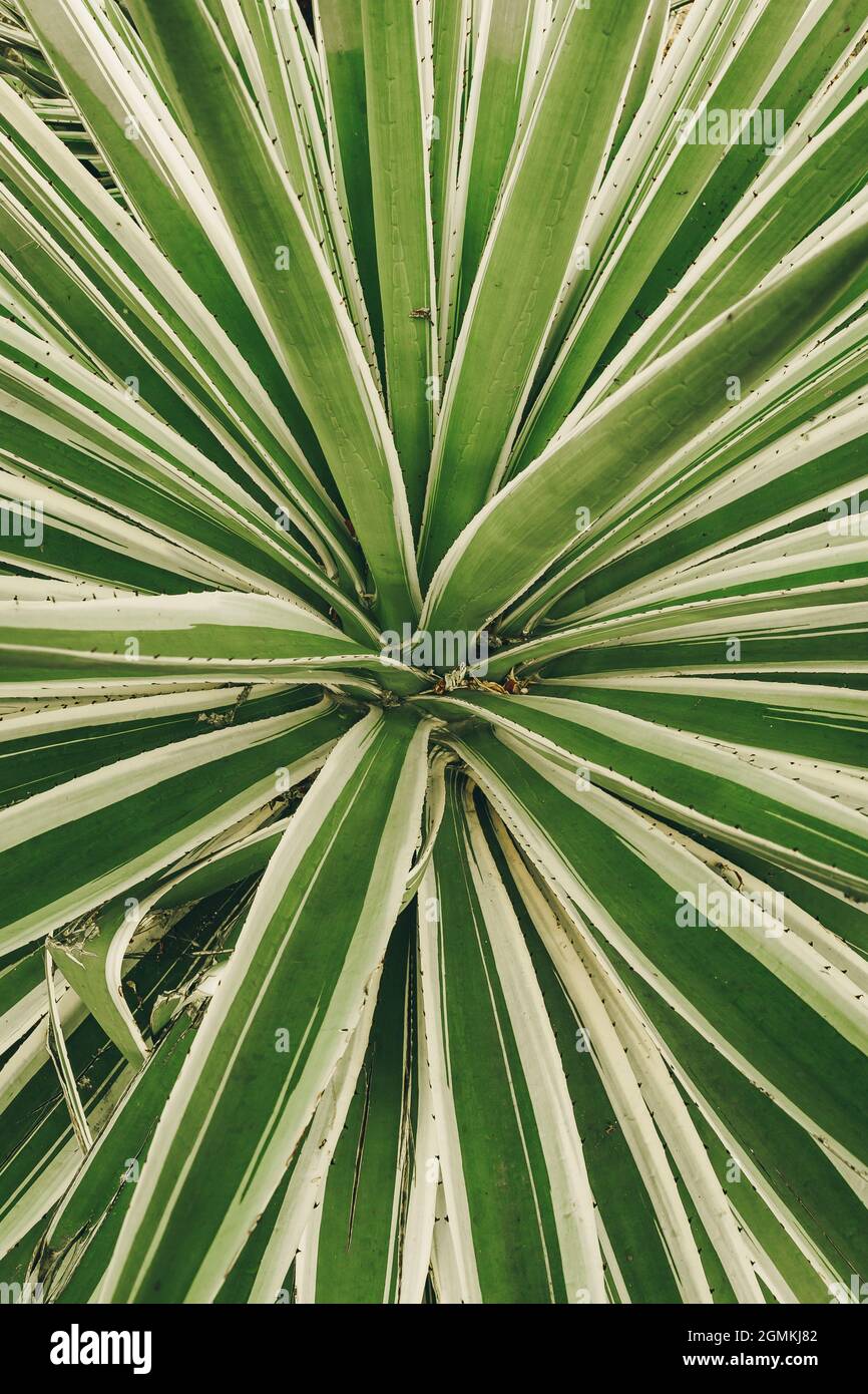 Sharp edges plant hi-res stock photography and images - Alamy