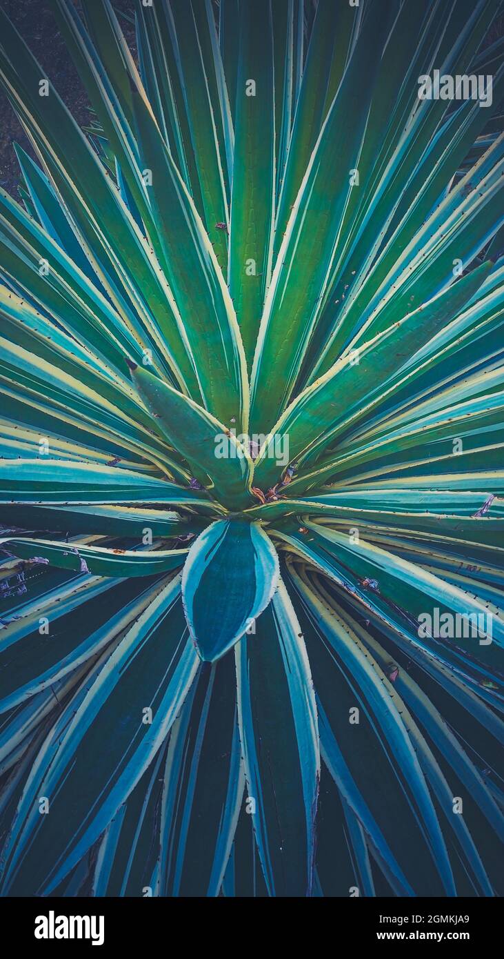 Sharp edges plant hi-res stock photography and images - Alamy