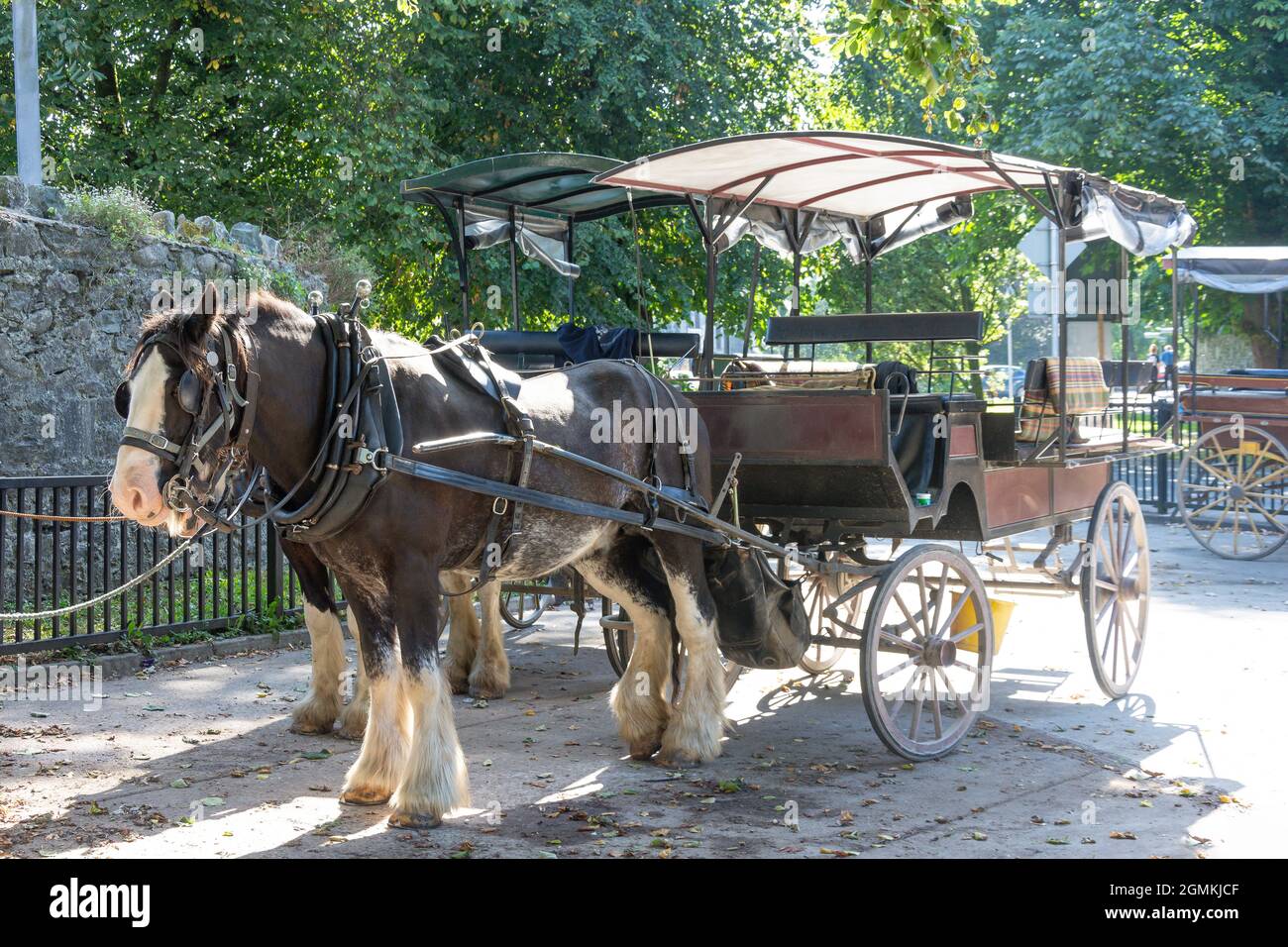Horses horse and carriage ride horse carriage kenmare place kill hi-res ...