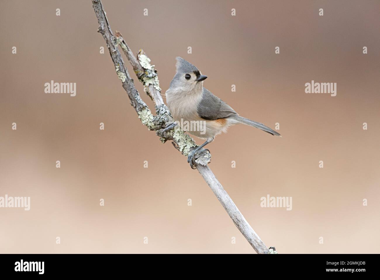 Bird titmouse hi-res stock photography and images - Alamy