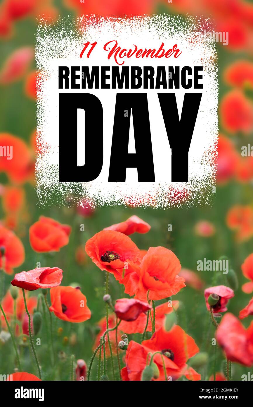 Red poppy flowers in field. Remembrance Day in Canada Stock Photo - Alamy
