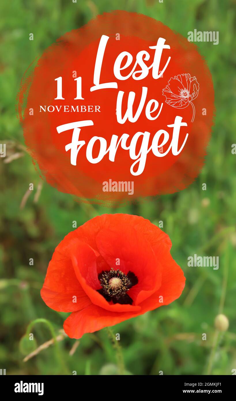 Red poppy flower in field. Remembrance Day in Canada Stock Photo - Alamy