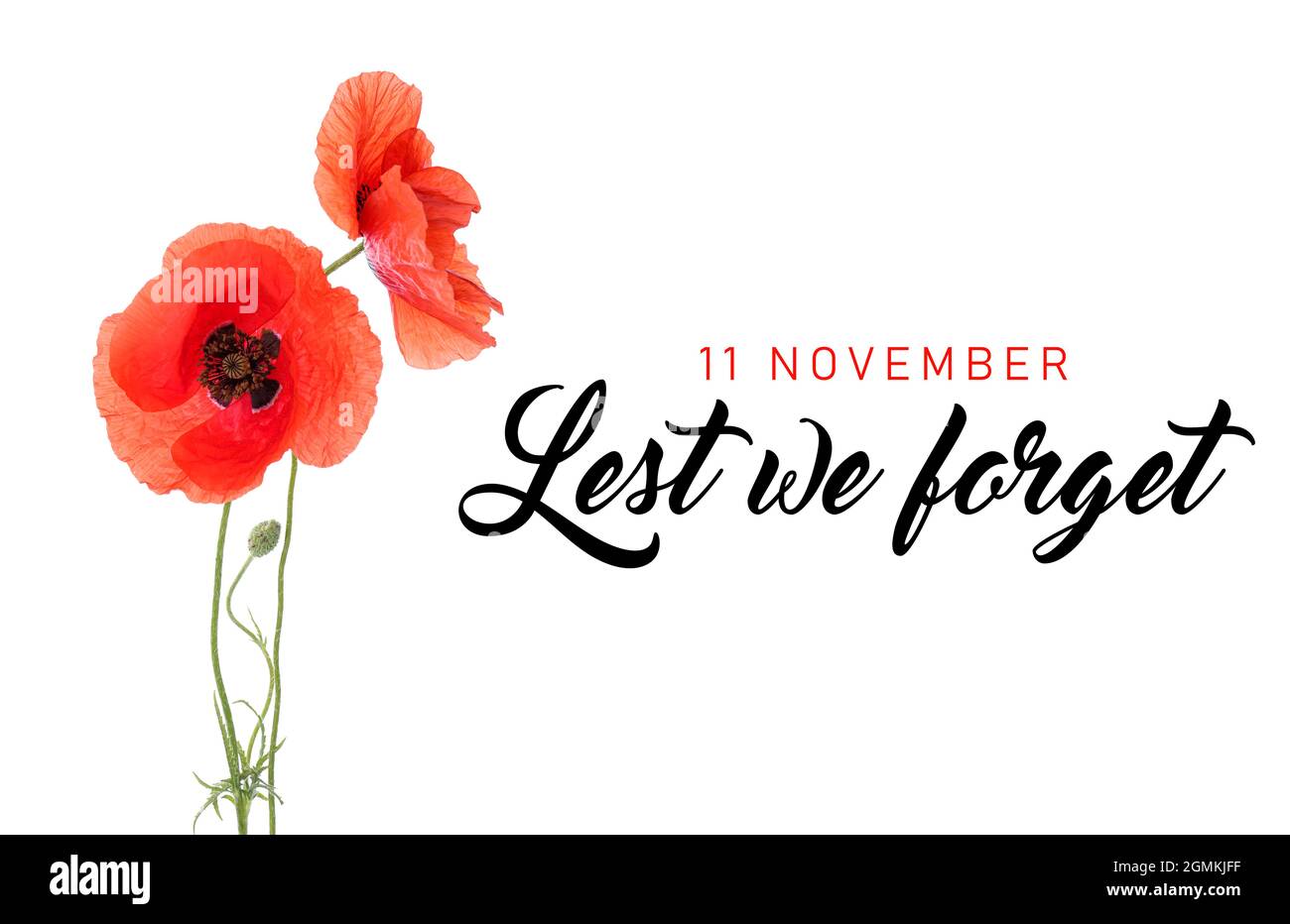 Red poppy flowers on white background. Remembrance Day in Canada Stock ...