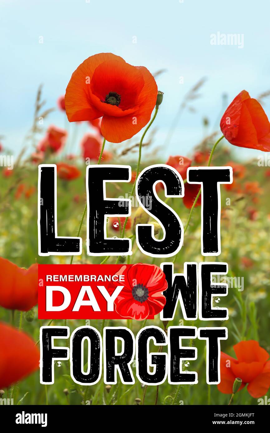 Red poppy flowers in field. Remembrance Day in Canada Stock Photo - Alamy
