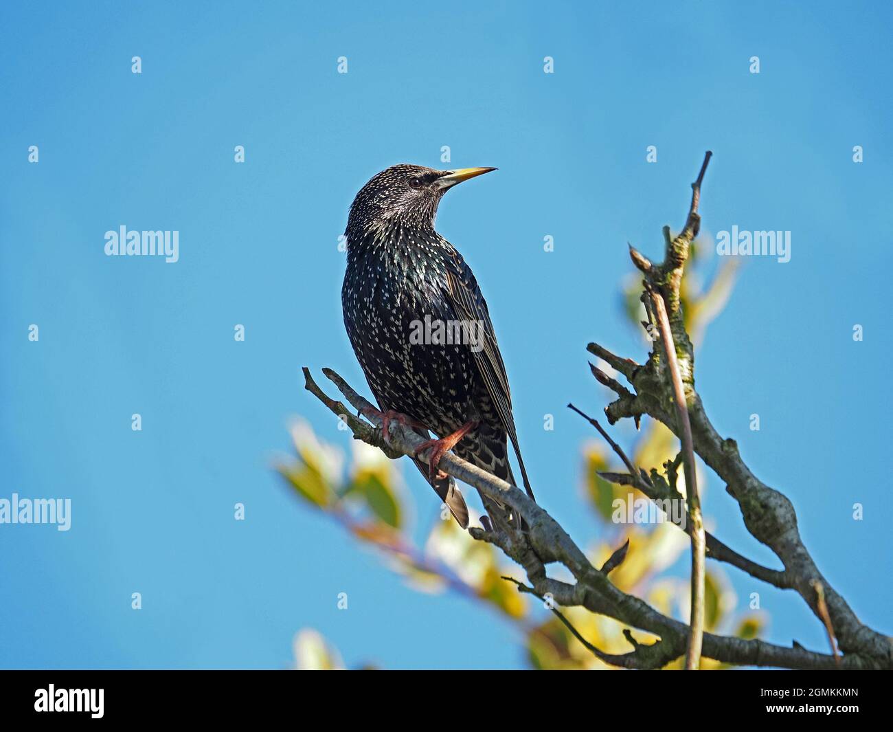 Eurasian starling hi-res stock photography and images - Alamy