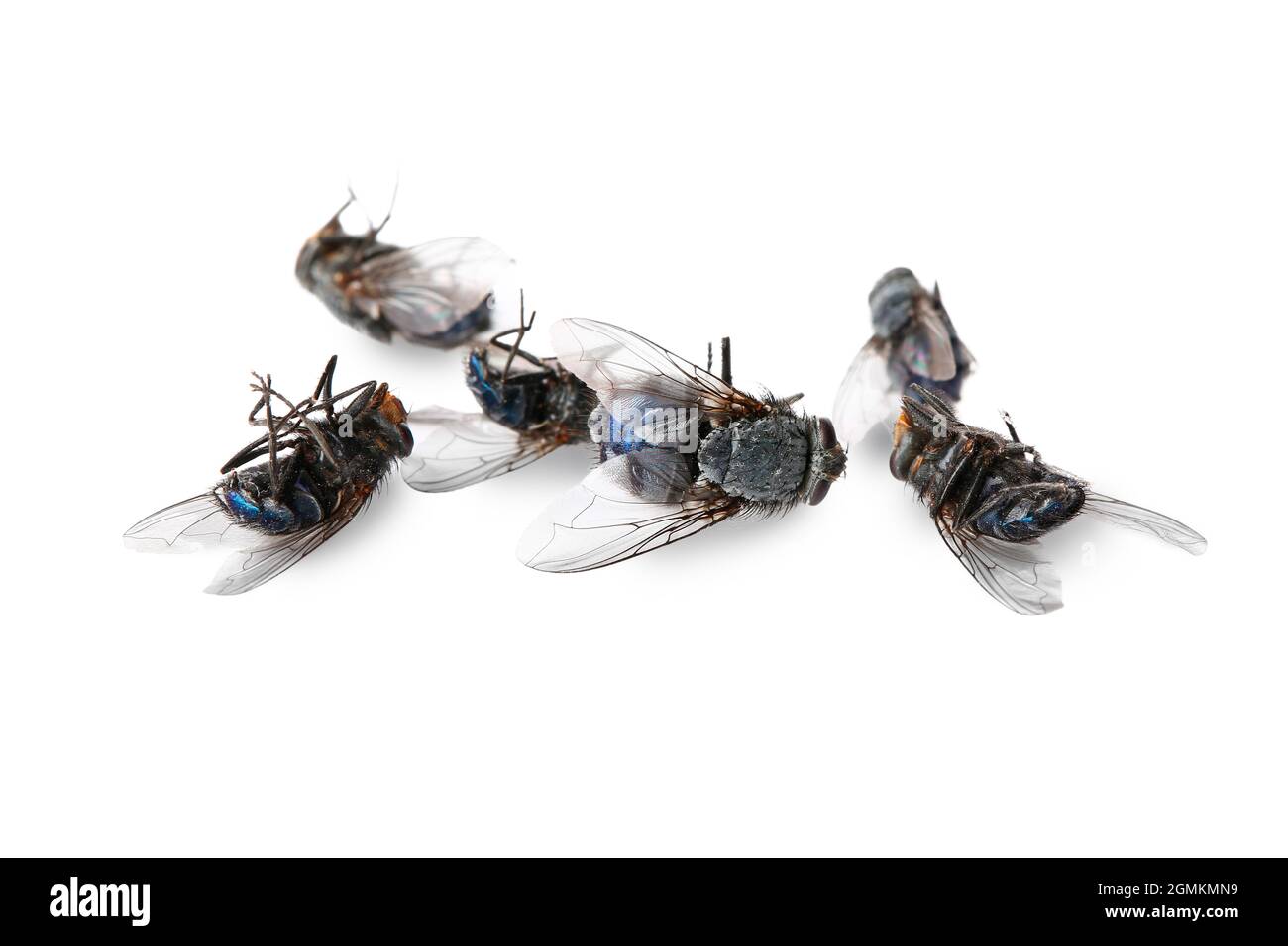 Flies isolated on white background Stock Photo - Alamy