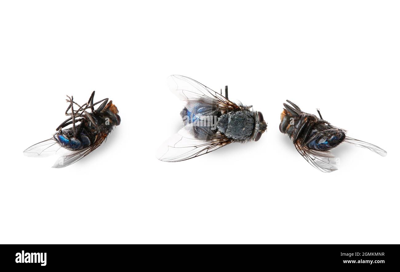 Flies isolated on white background Stock Photo - Alamy