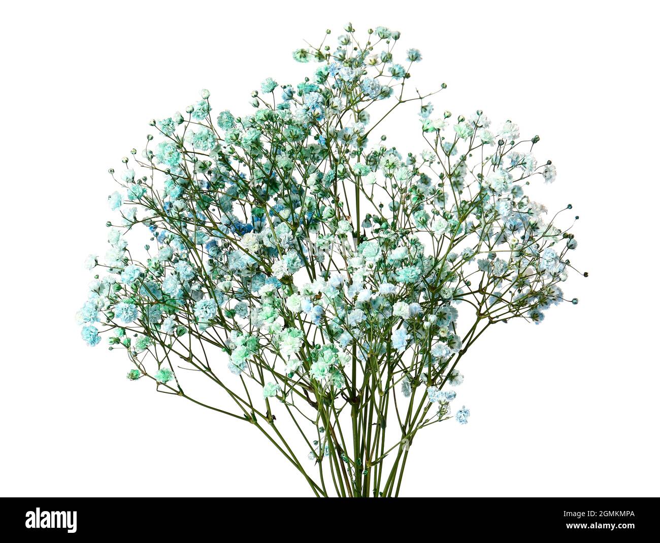 Beautiful colorful gypsophila flowers on white background Stock Photo ...