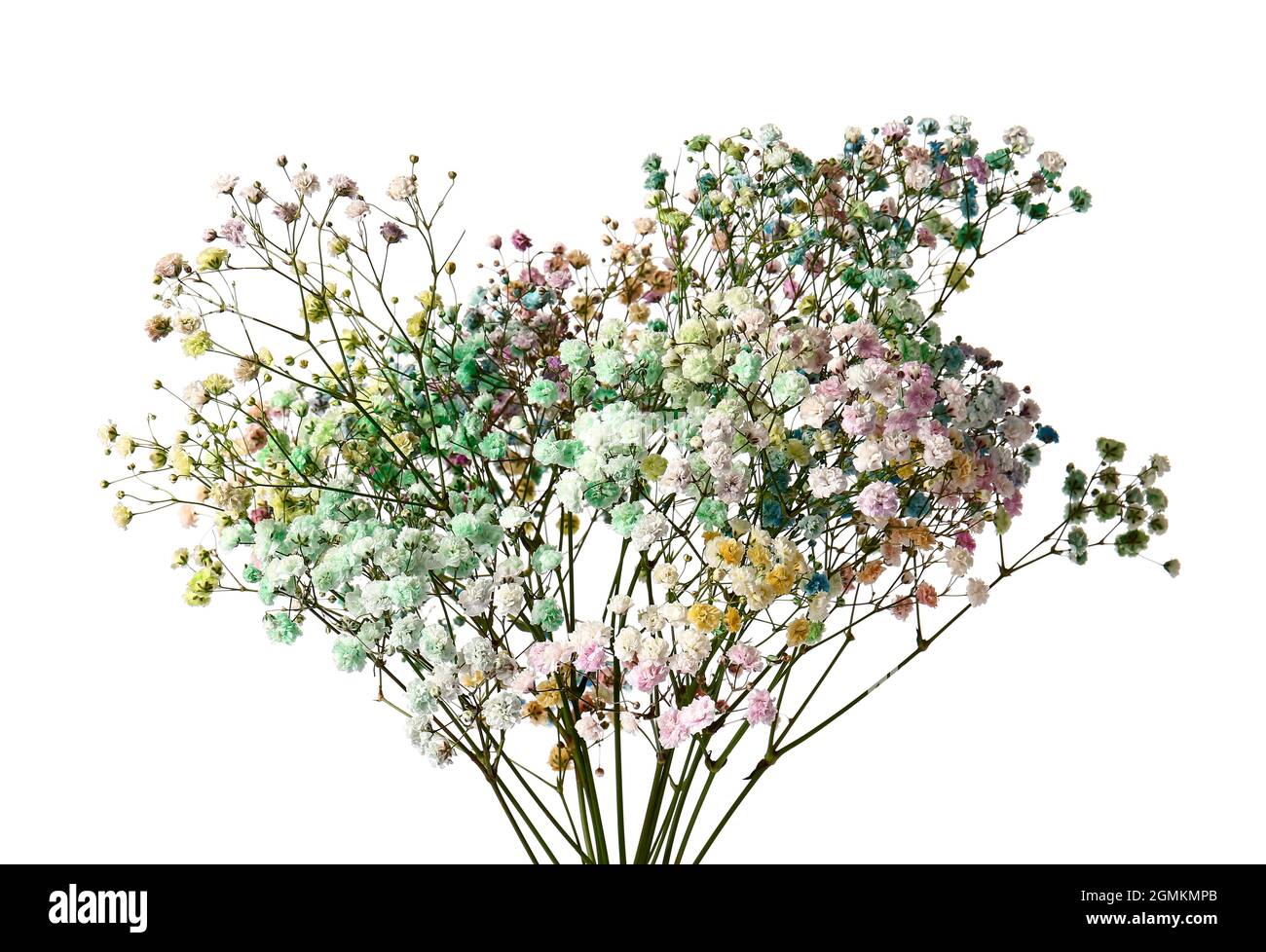 Beautiful colorful gypsophila flowers on white background Stock Photo ...