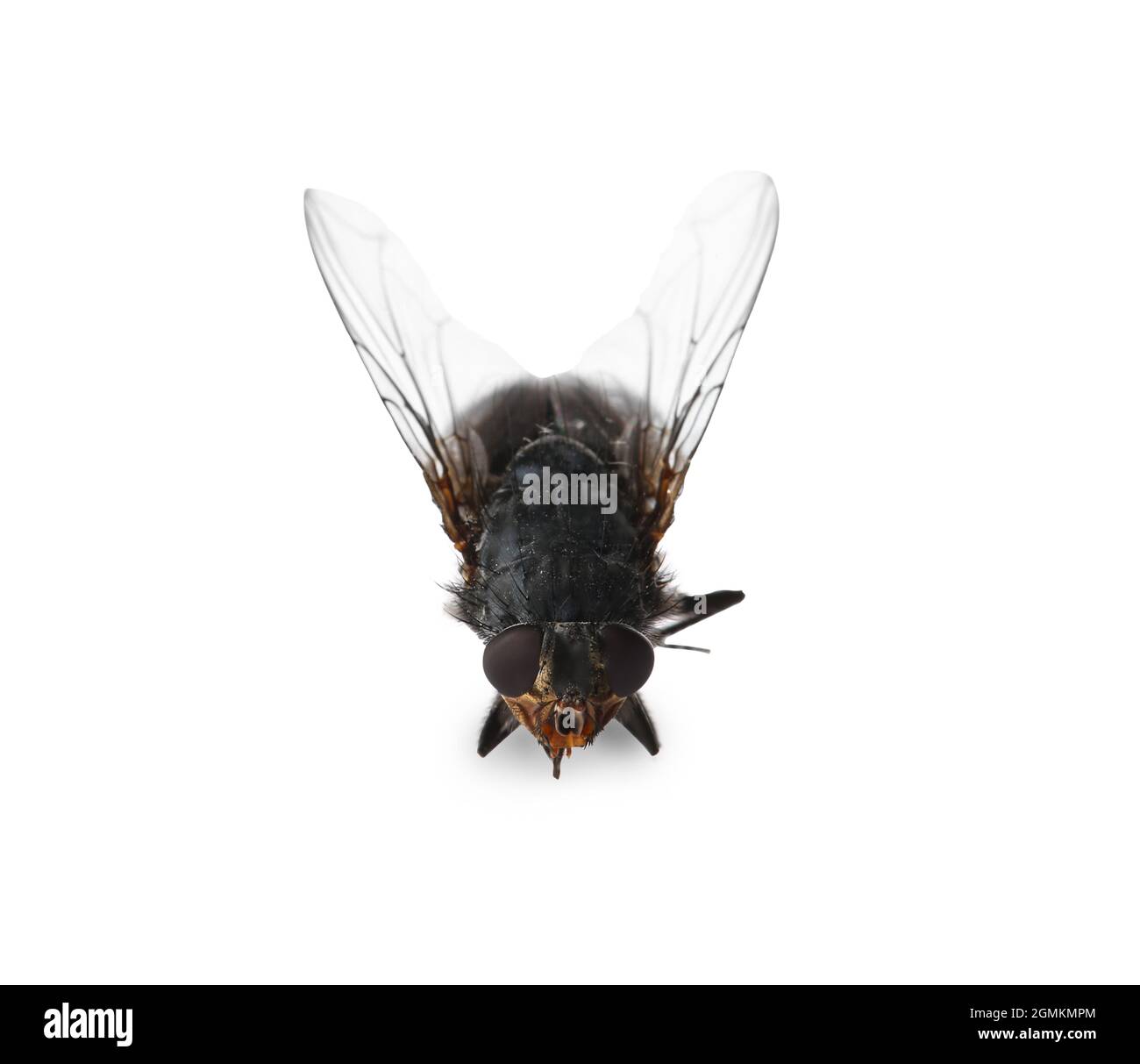 Fly isolated on white background Stock Photo - Alamy