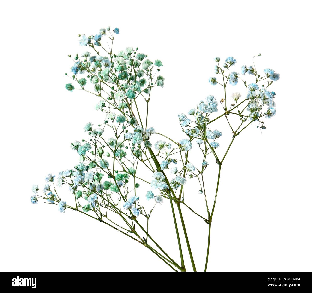 Beautiful colorful gypsophila flowers on white background Stock Photo ...