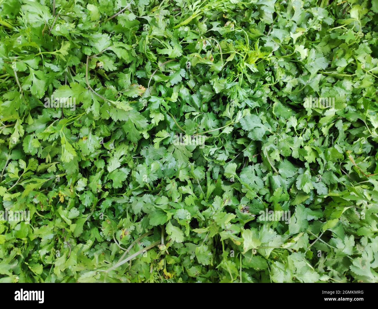 Top View of Green Coriander Texture Stock Photo - Alamy