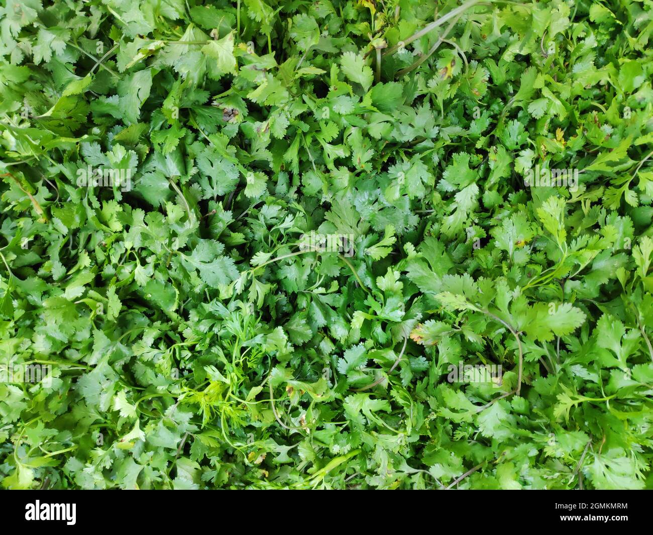 Coriander leaves texture background, top view Stock Photo - Alamy