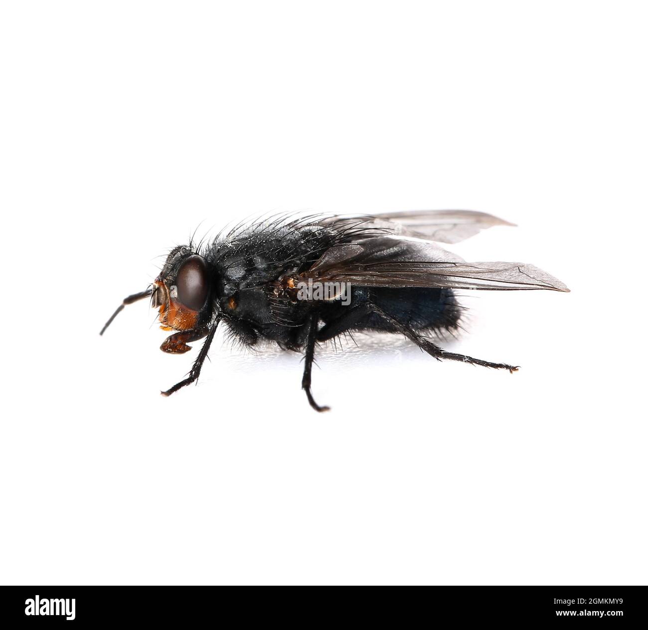 Fly isolated on white background Stock Photo - Alamy