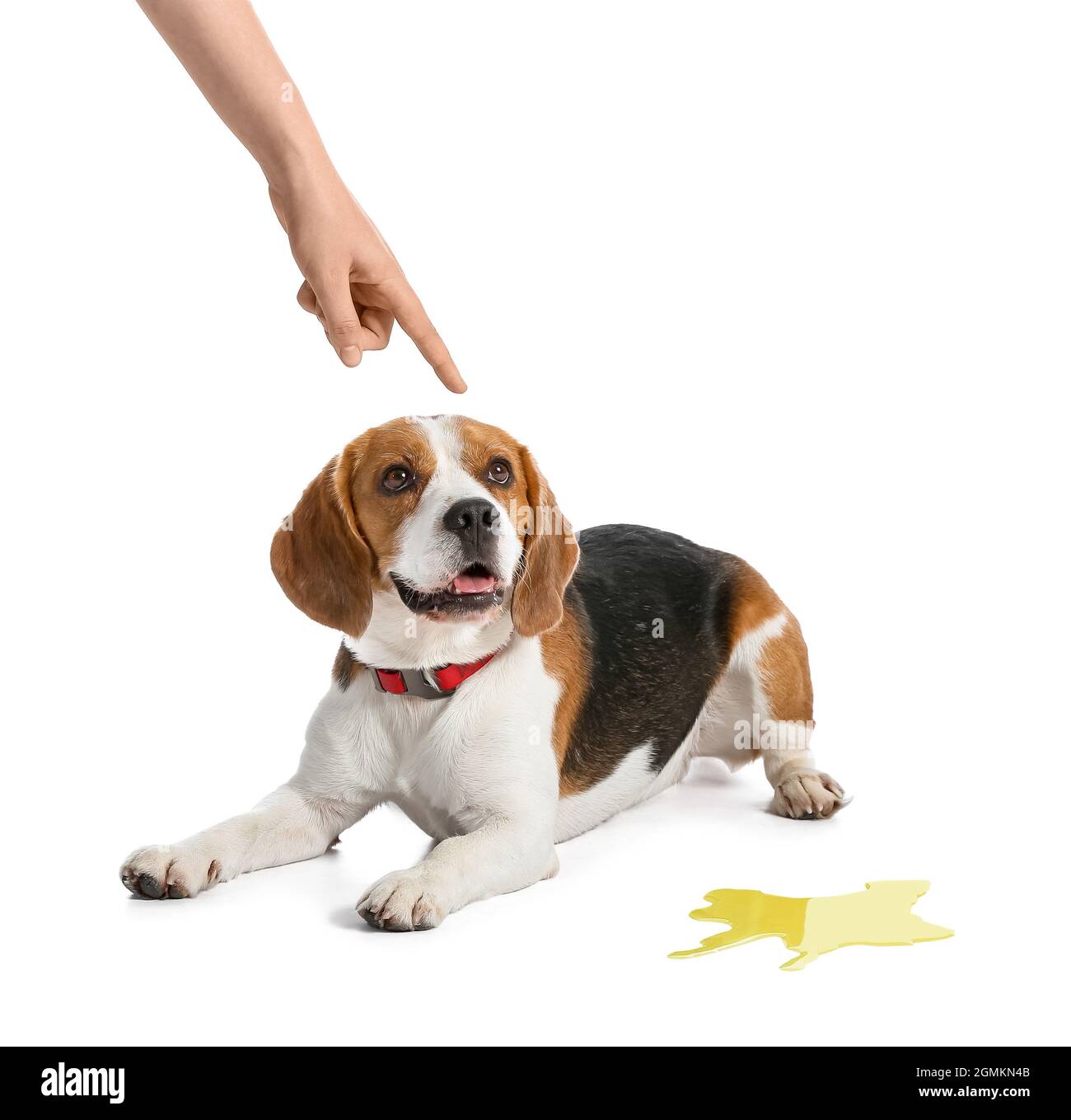 Owner scolding naughty dog for wet spot on white background Stock Photo - Alamy
