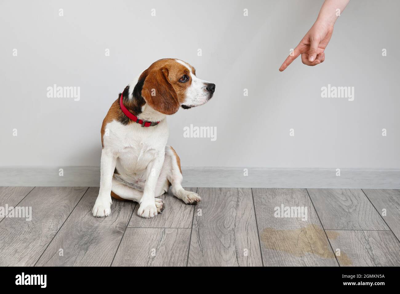 Owner scolding naughty dog for wet spot on floor Stock Photo - Alamy