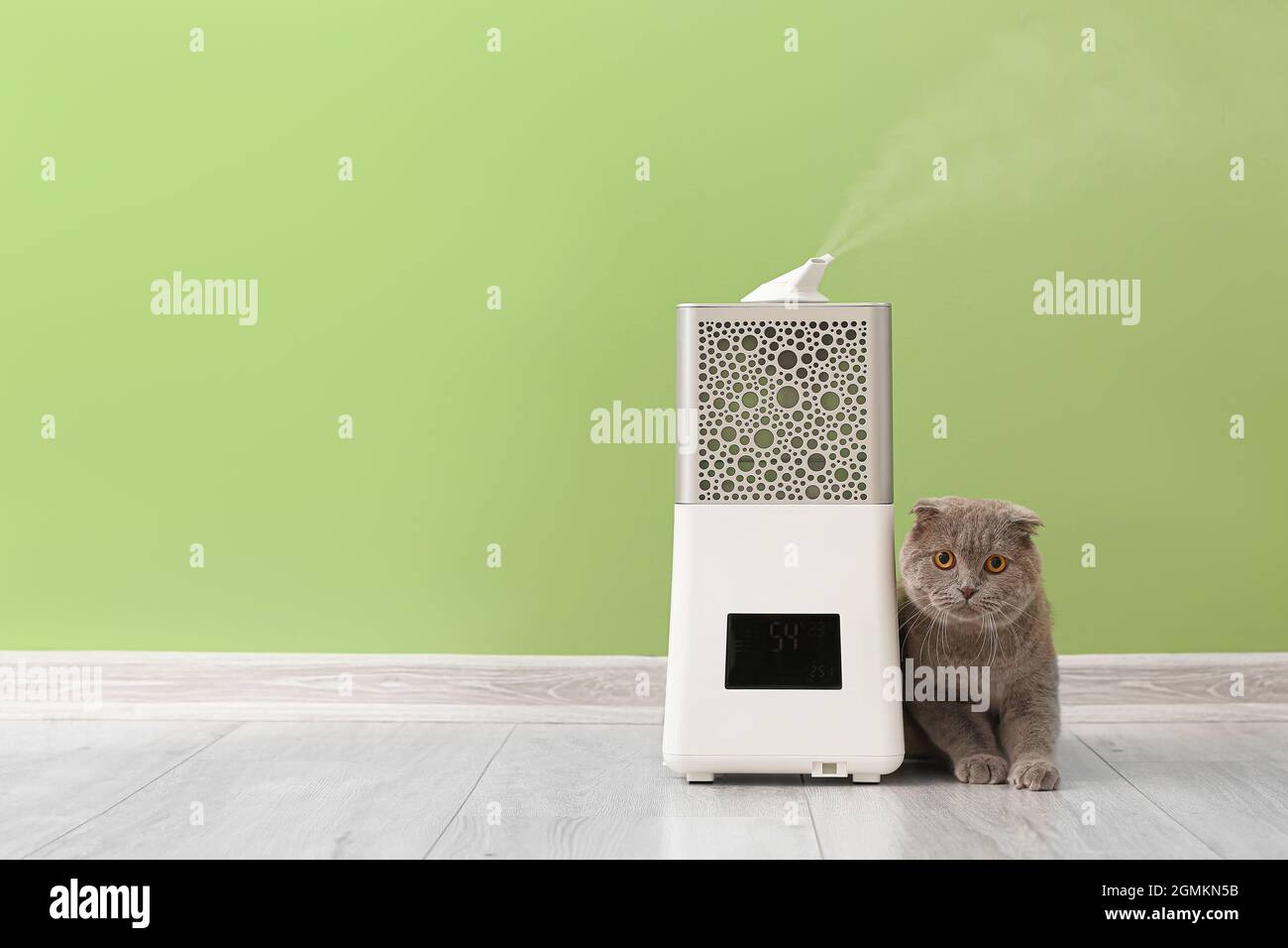 Cute cat and modern humidifier near color wall Stock Photo - Alamy