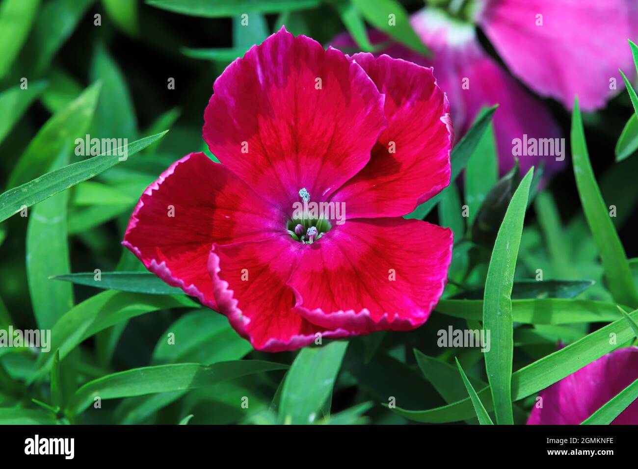 Carnation leaves hi-res stock photography and images - Alamy