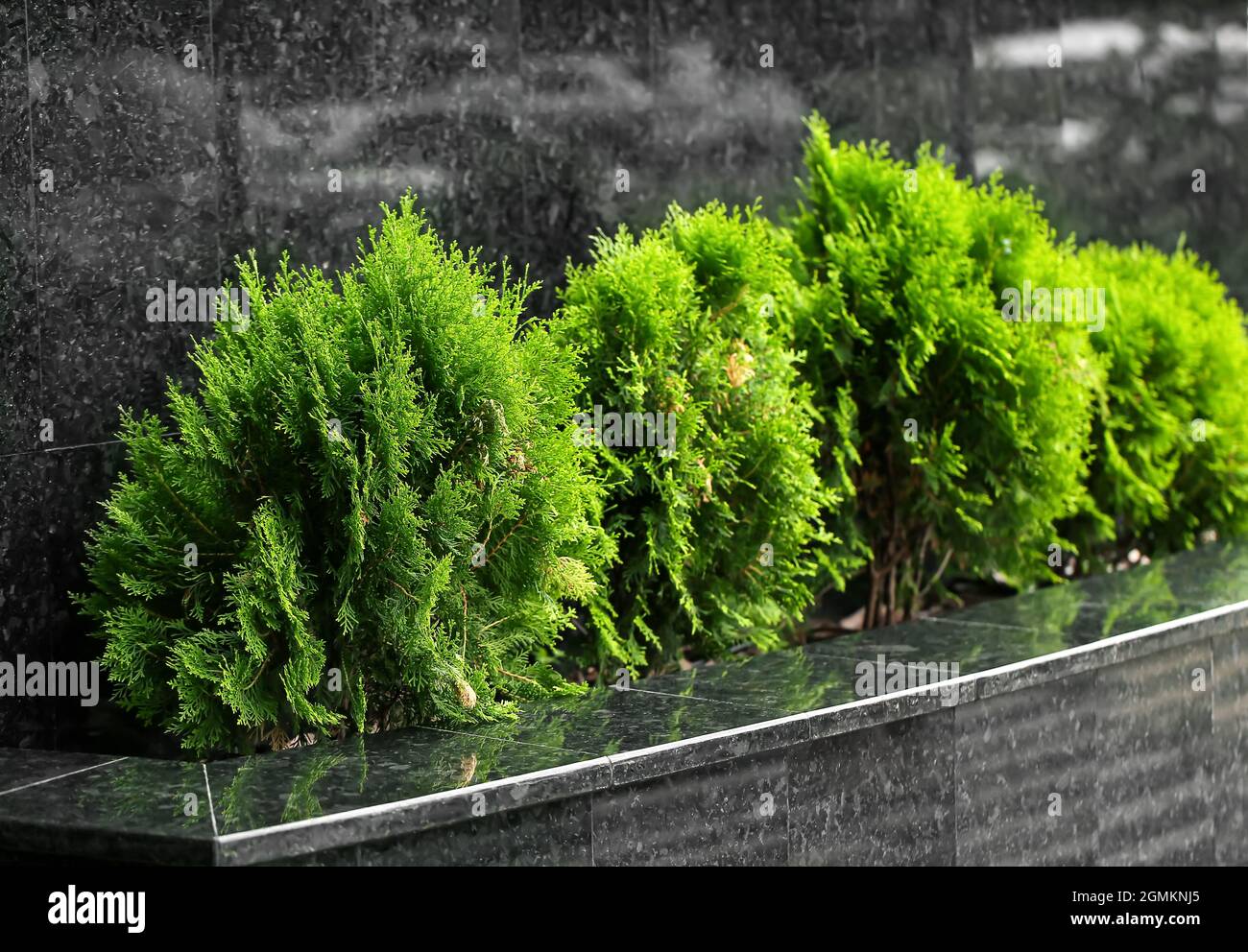 Coniferous bushes growing near modern building Stock Photo - Alamy