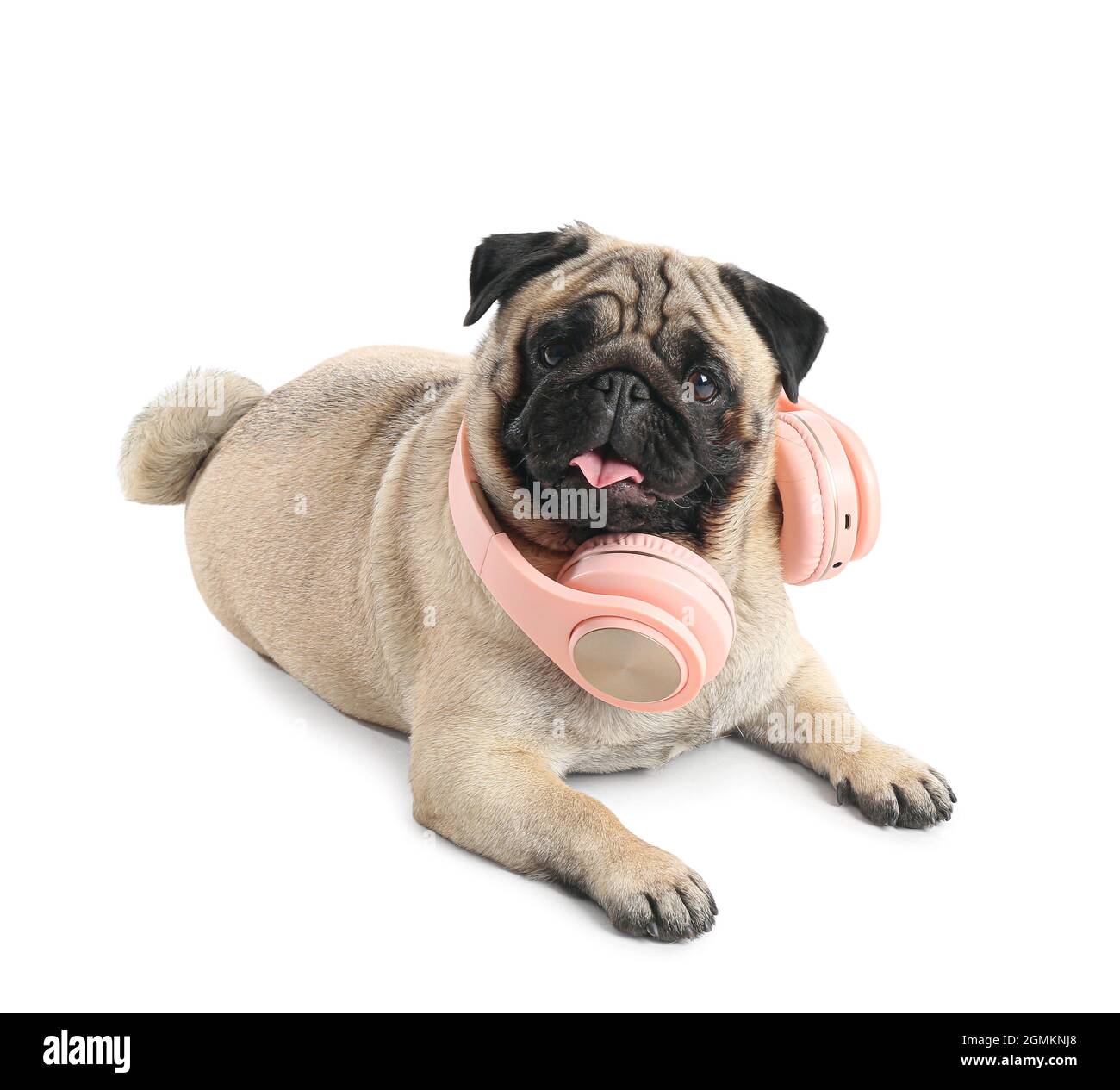 Funny pug dog with headphones on white background Stock Photo - Alamy
