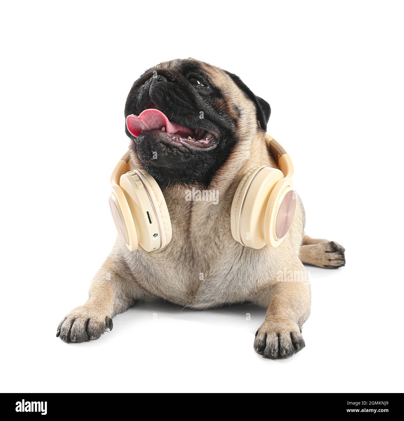 Funny pug dog with headphones on white background Stock Photo - Alamy