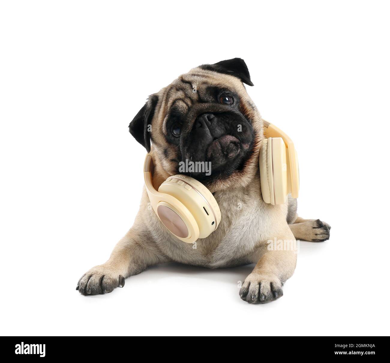 Funny pug dog with headphones on white background Stock Photo - Alamy