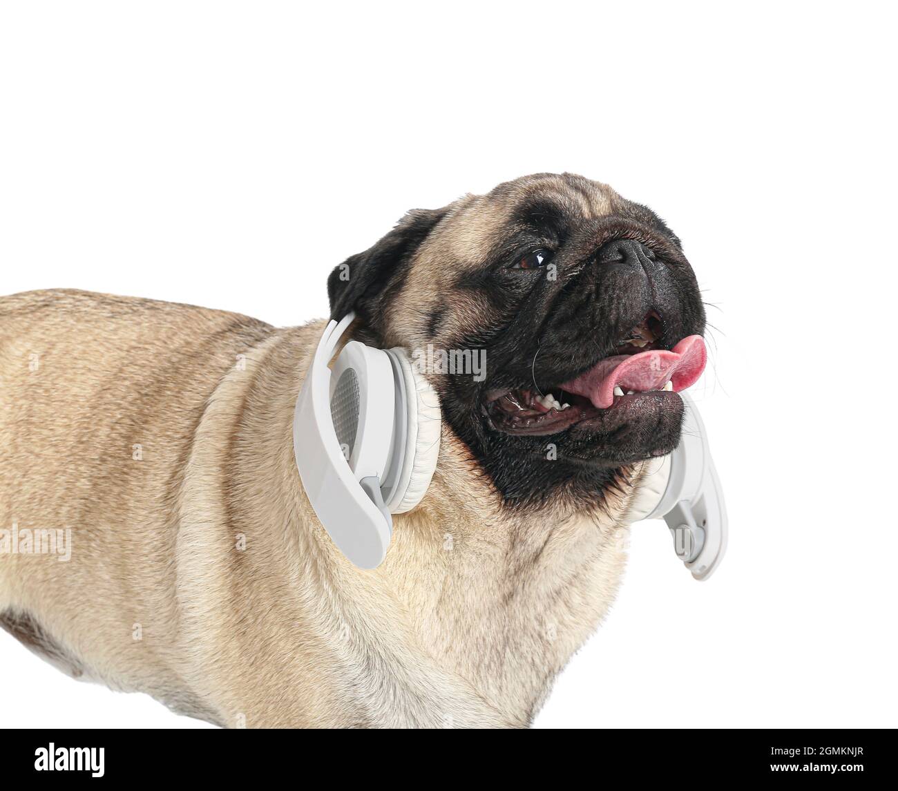 Funny pug dog with headphones on white background Stock Photo - Alamy
