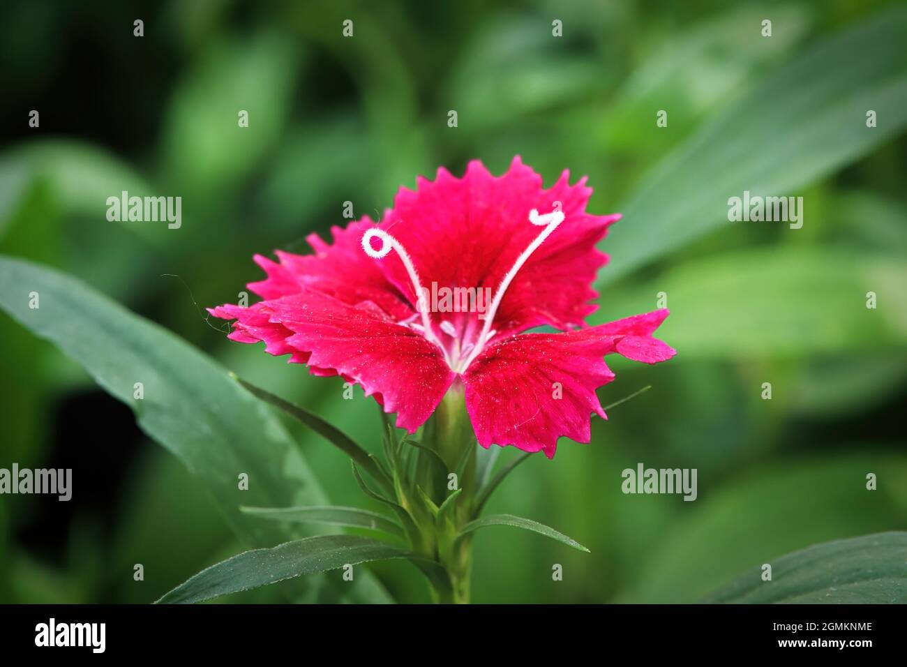 Carnation leaves hi-res stock photography and images - Alamy