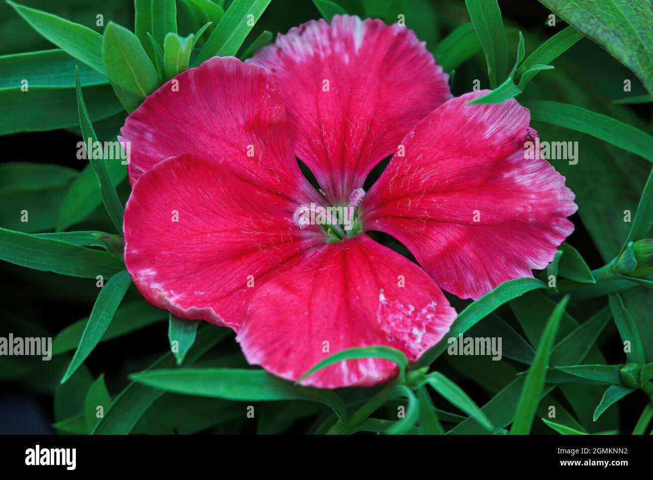 Carnation leaves hi-res stock photography and images - Alamy