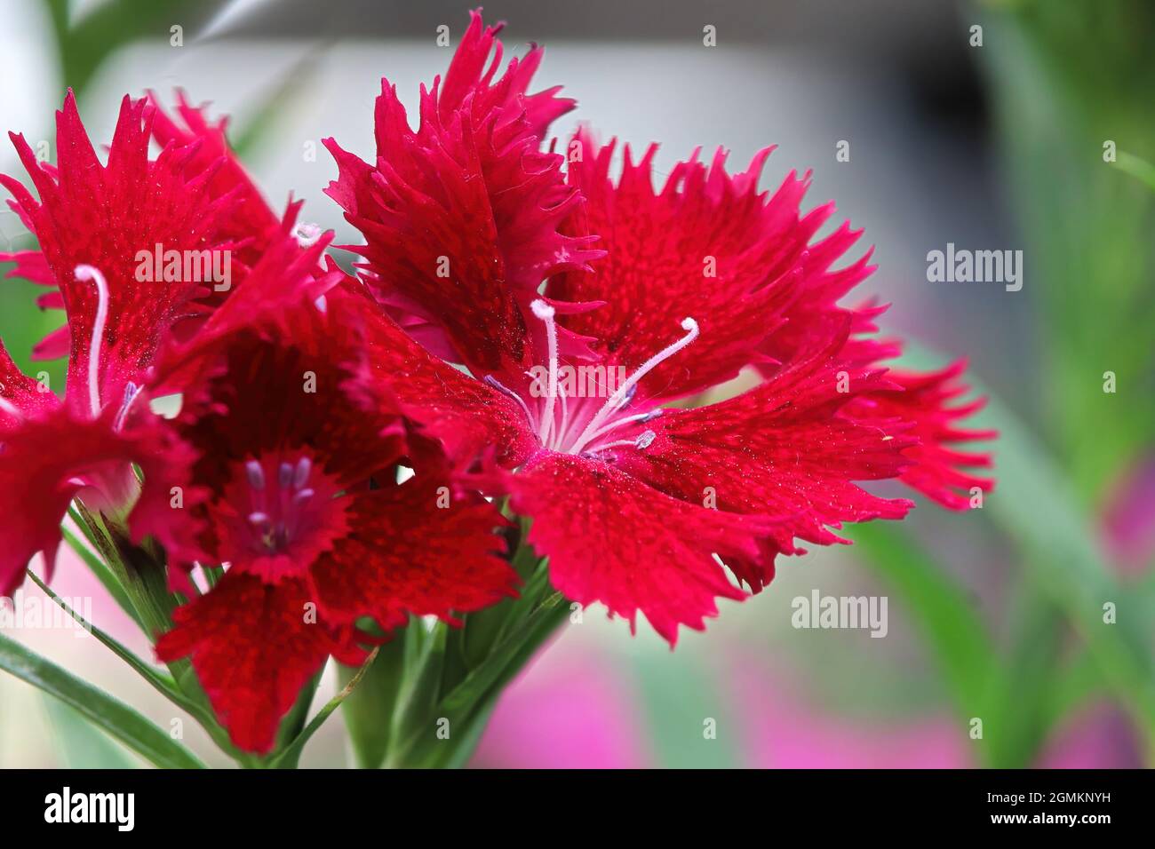 Carnation leaves hi-res stock photography and images - Alamy