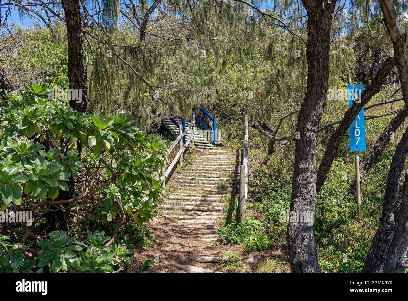 A staircase through native trees and shrubs down to the beach Stock ...