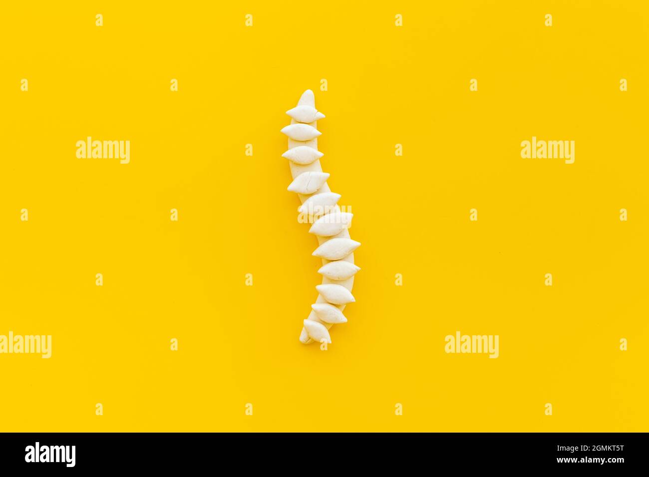 Healthy human spinal column skeleton model. Top view Stock Photo - Alamy
