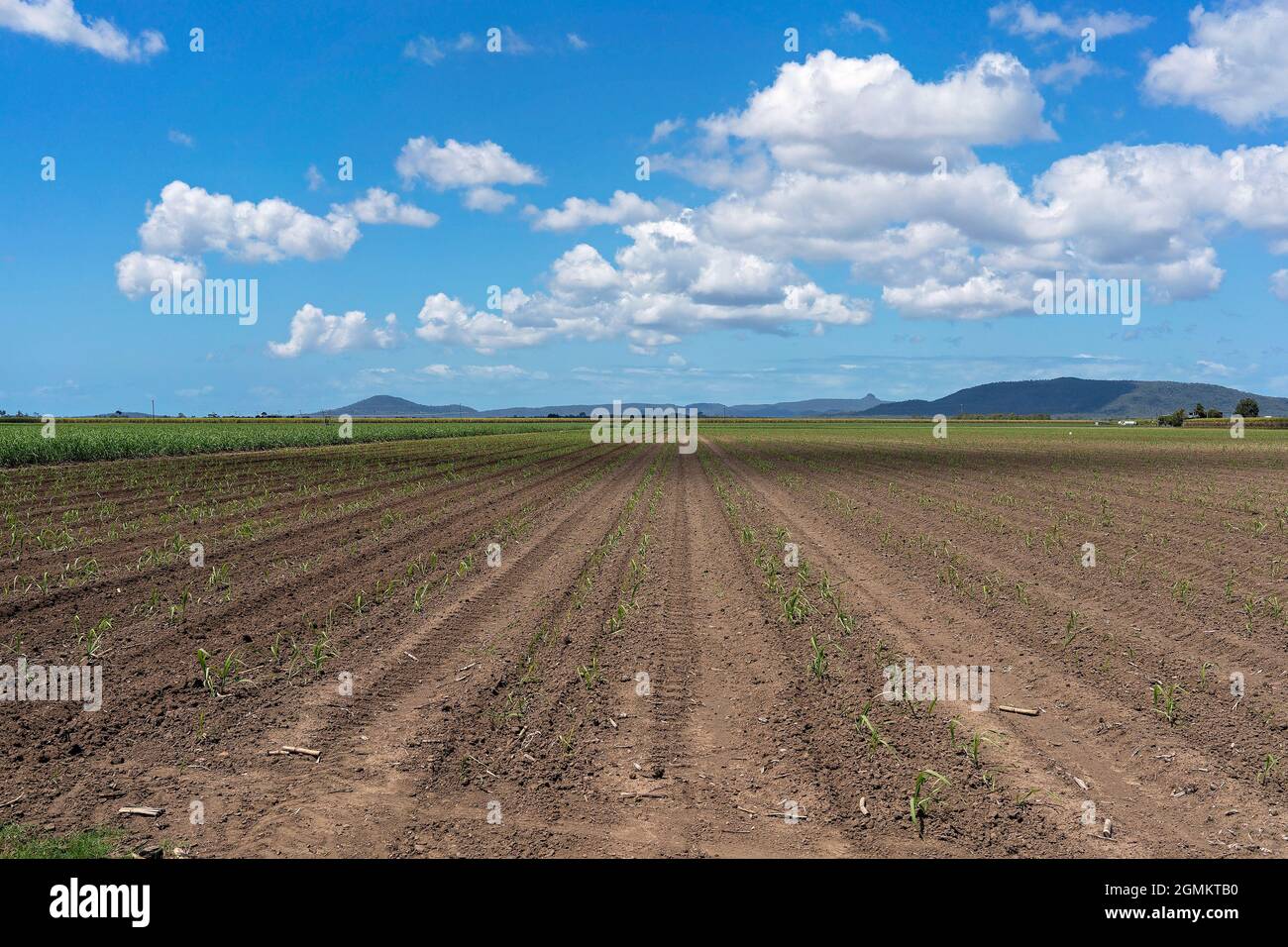 Sugar cane rows hi-res stock photography and images - Alamy