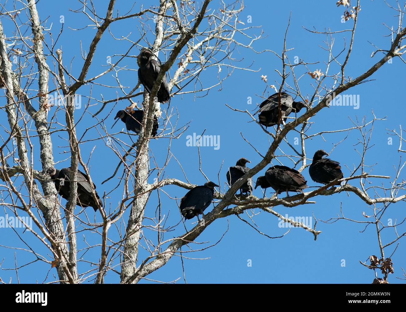 Vultures sitting on leafless tree hi-res stock photography and images ...