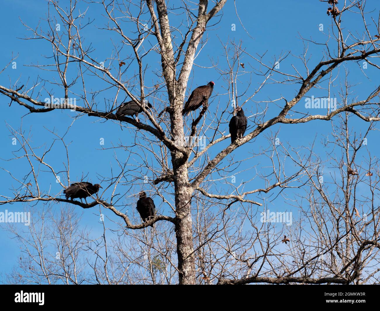 Vultures on dead tree hi-res stock photography and images - Alamy