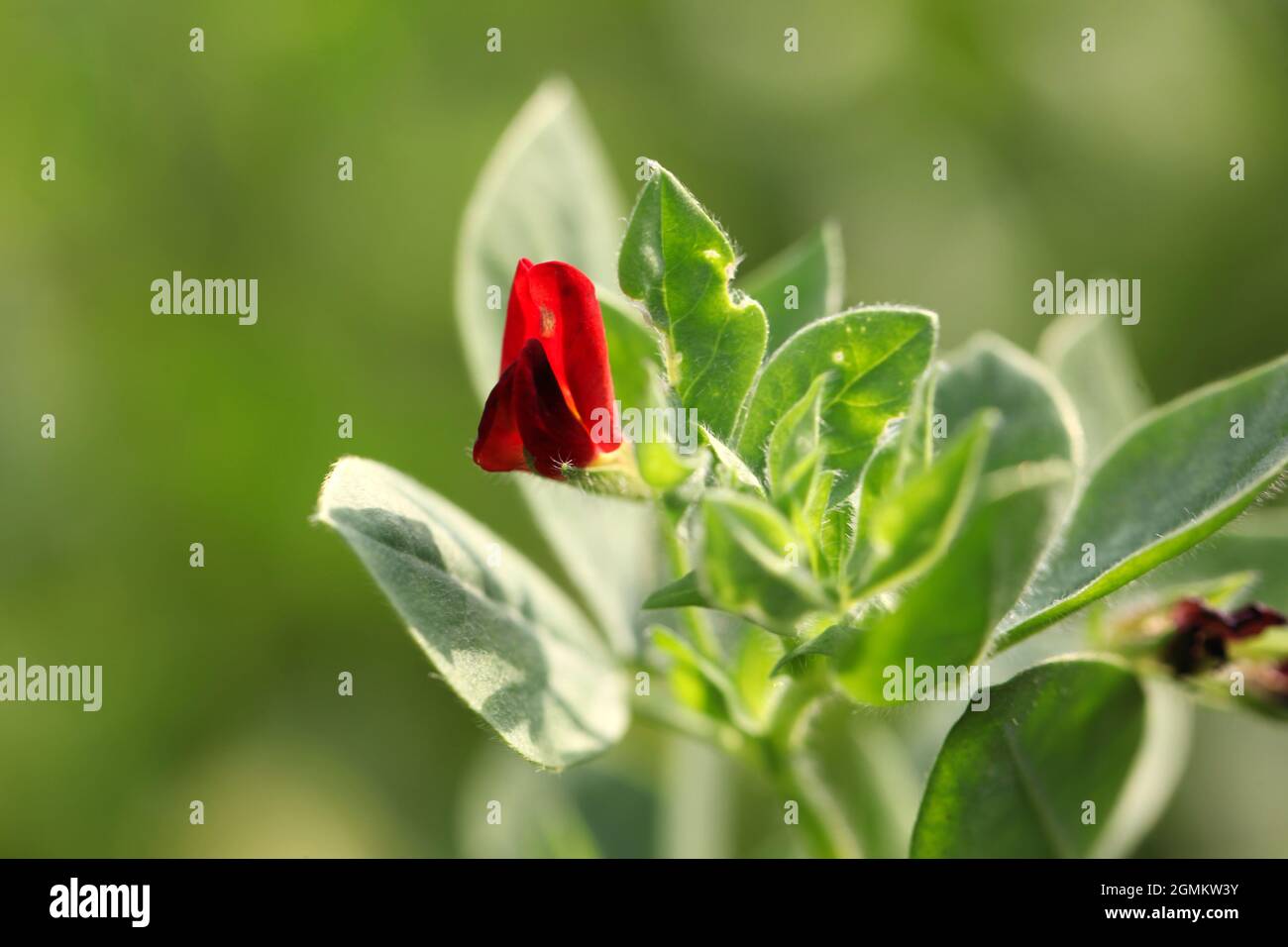 Sigarilyas Clipart Of Flowers