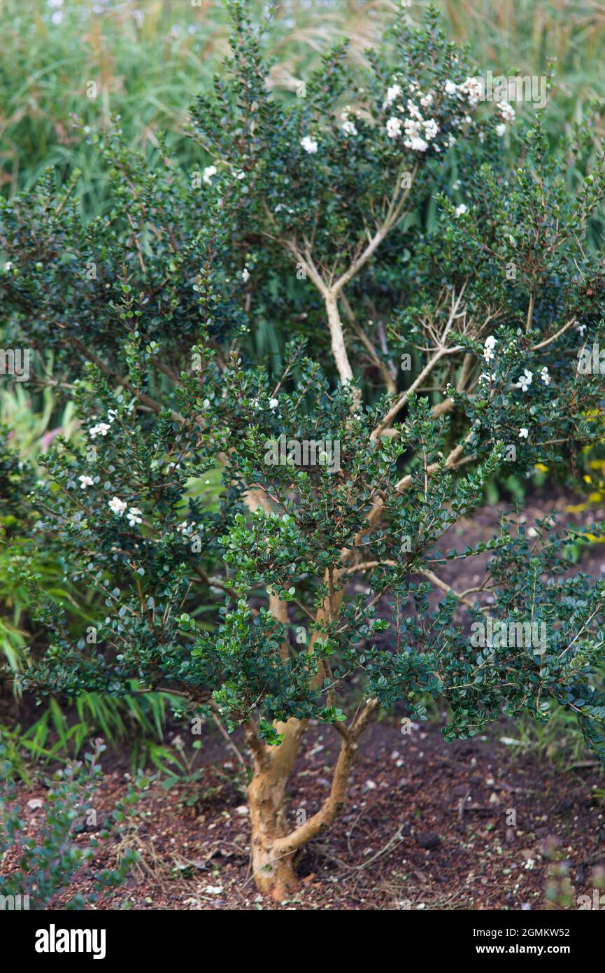 Luma apiculata hi-res stock photography and images - Alamy