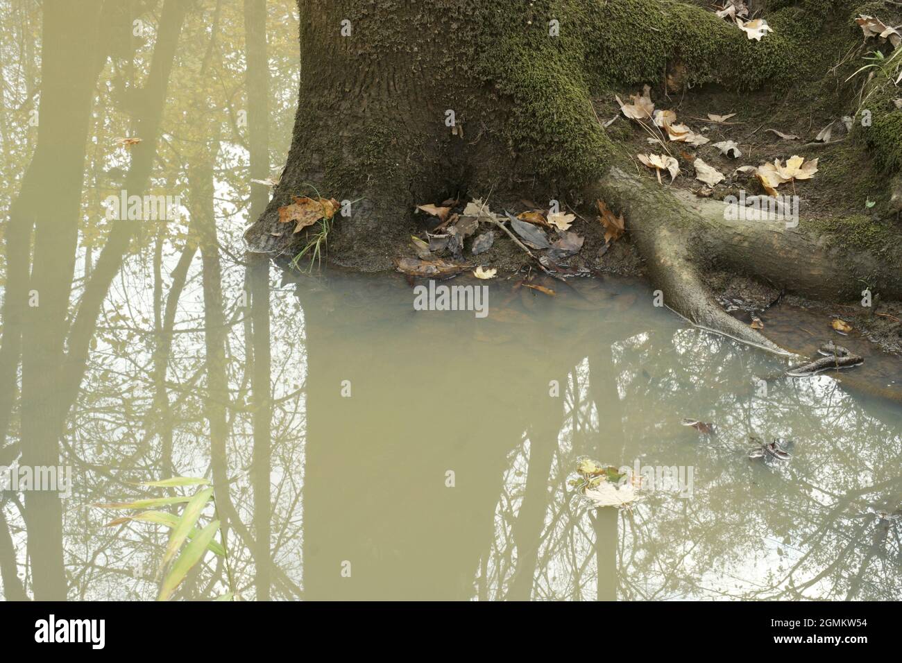 Trunk reflections hi-res stock photography and images - Alamy