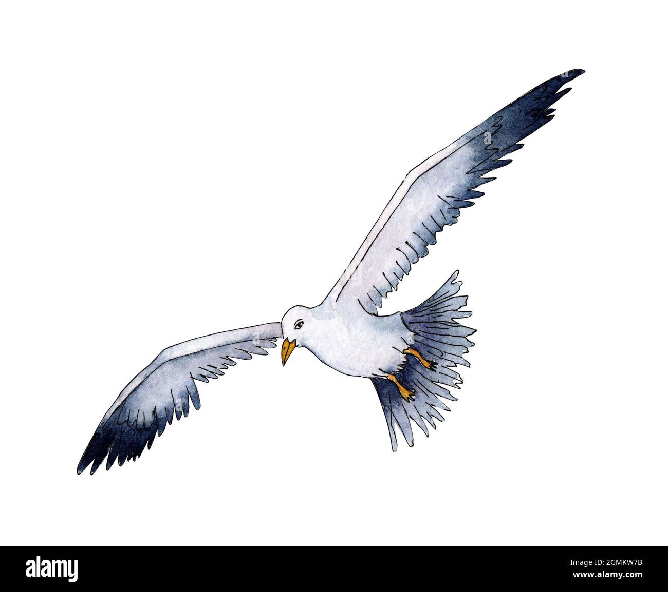 Watercolor illustration of realistic bird Seagull. Summer vacation at ...