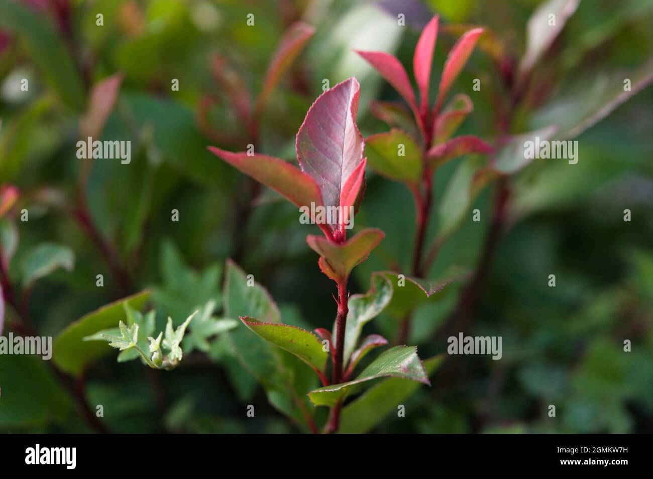 Little Red Robin High Resolution Stock Photography and Images - Alamy