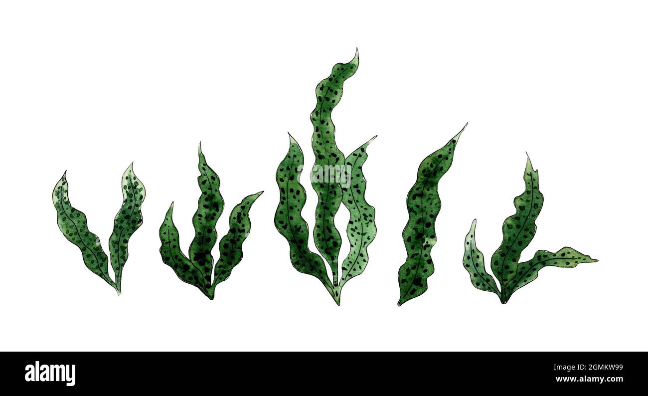Watercolor illustration set of sea green algae. Flora nature of aquatic ...