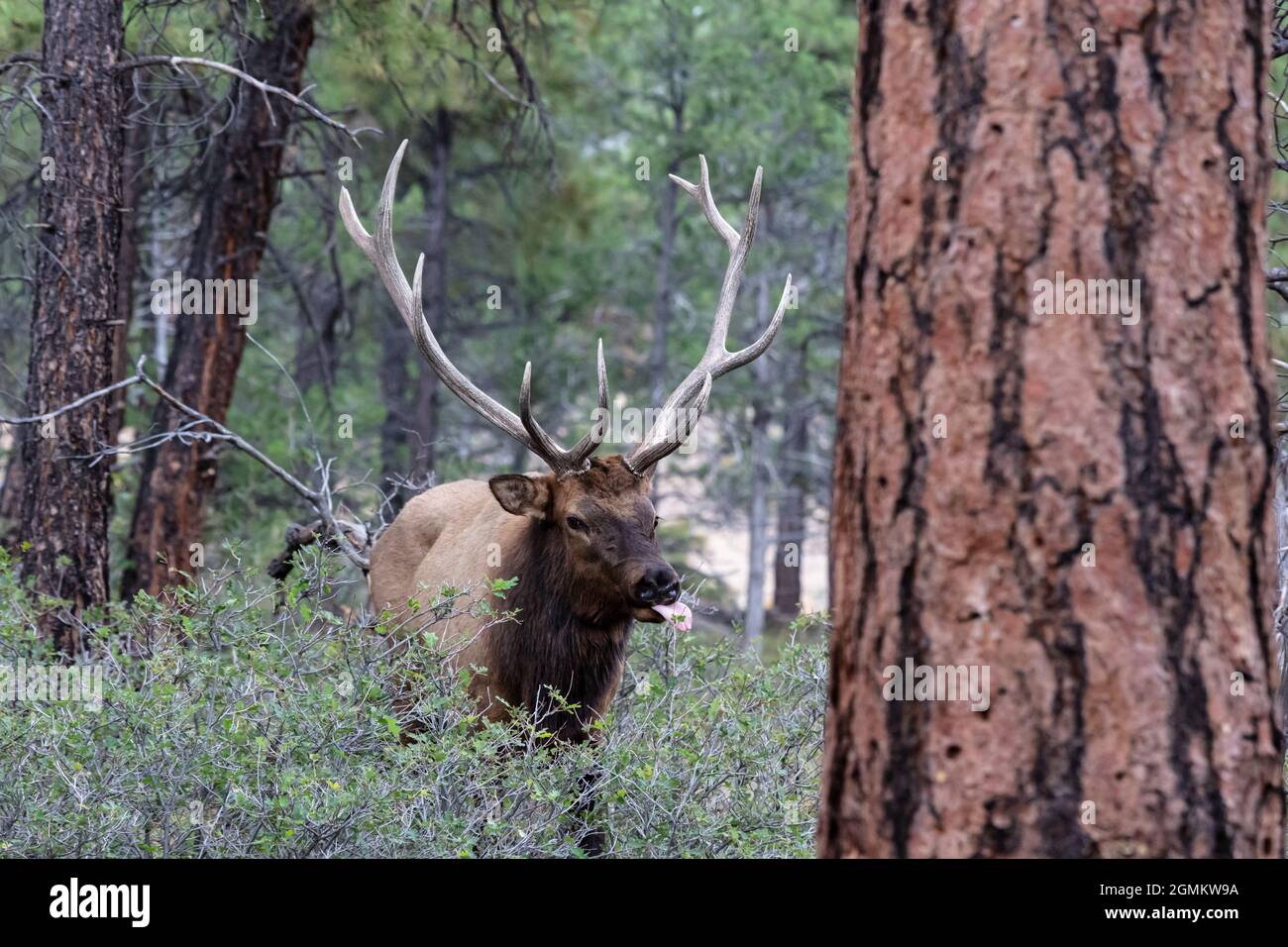 380 Bull Elk Colorado