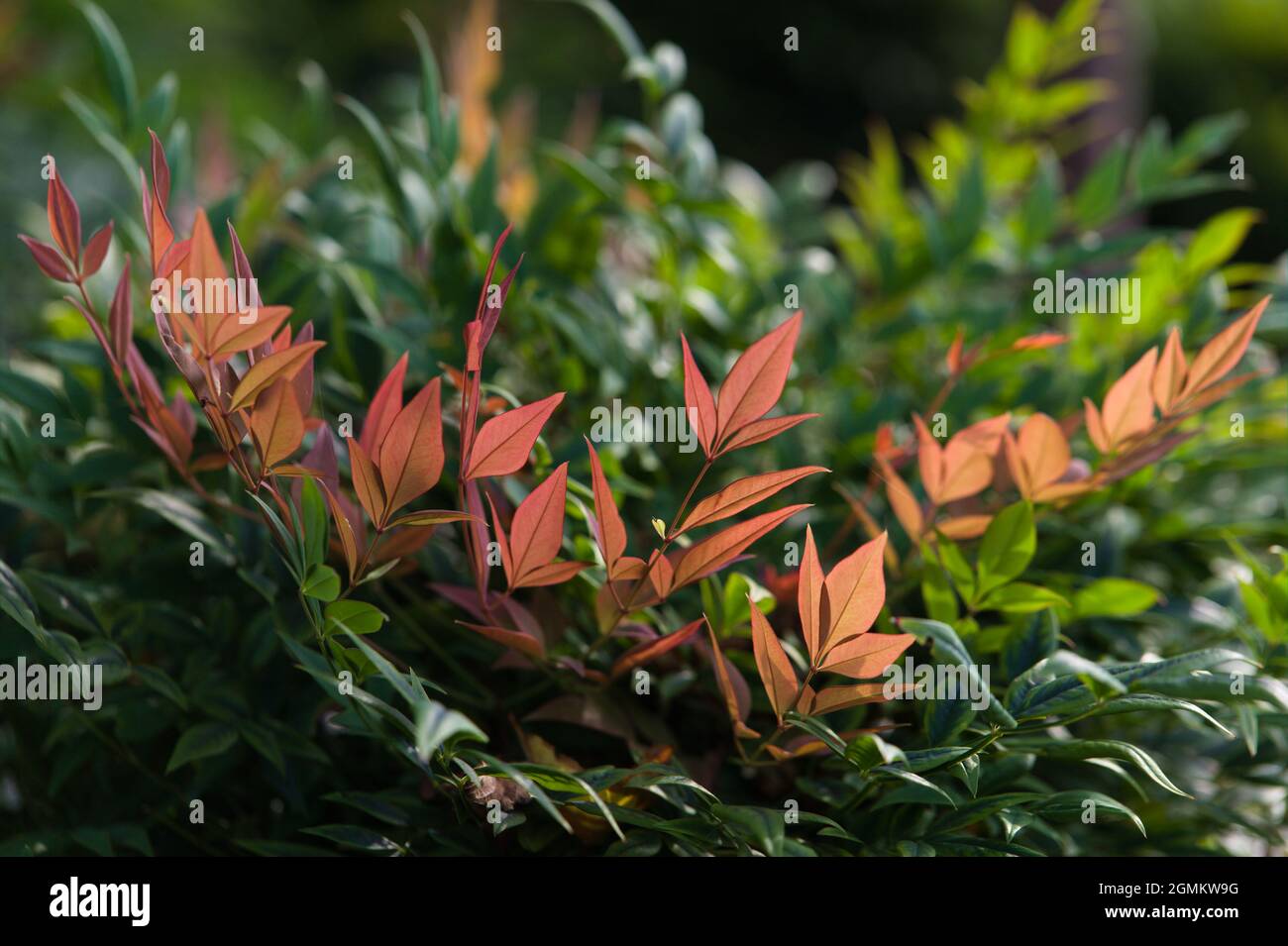 Close-up of Heavenly Bamboo or Sacred Bamboo ' Gulf Stream Rubra ...
